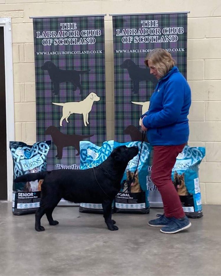 The Labrador Club of Scotland