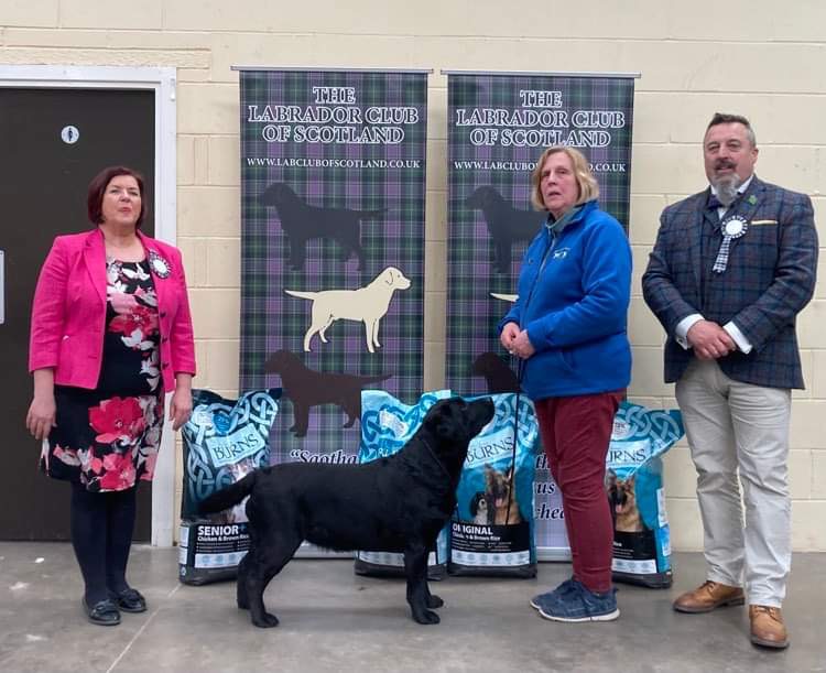 The Labrador Club of Scotland