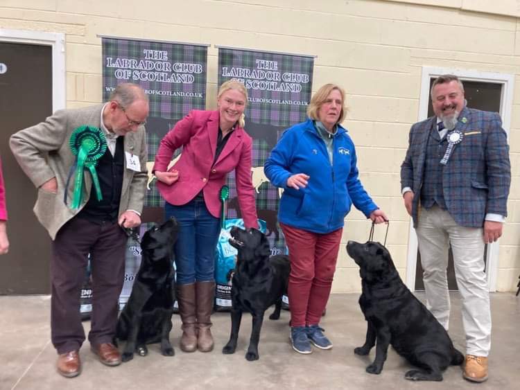 The Labrador Club of Scotland